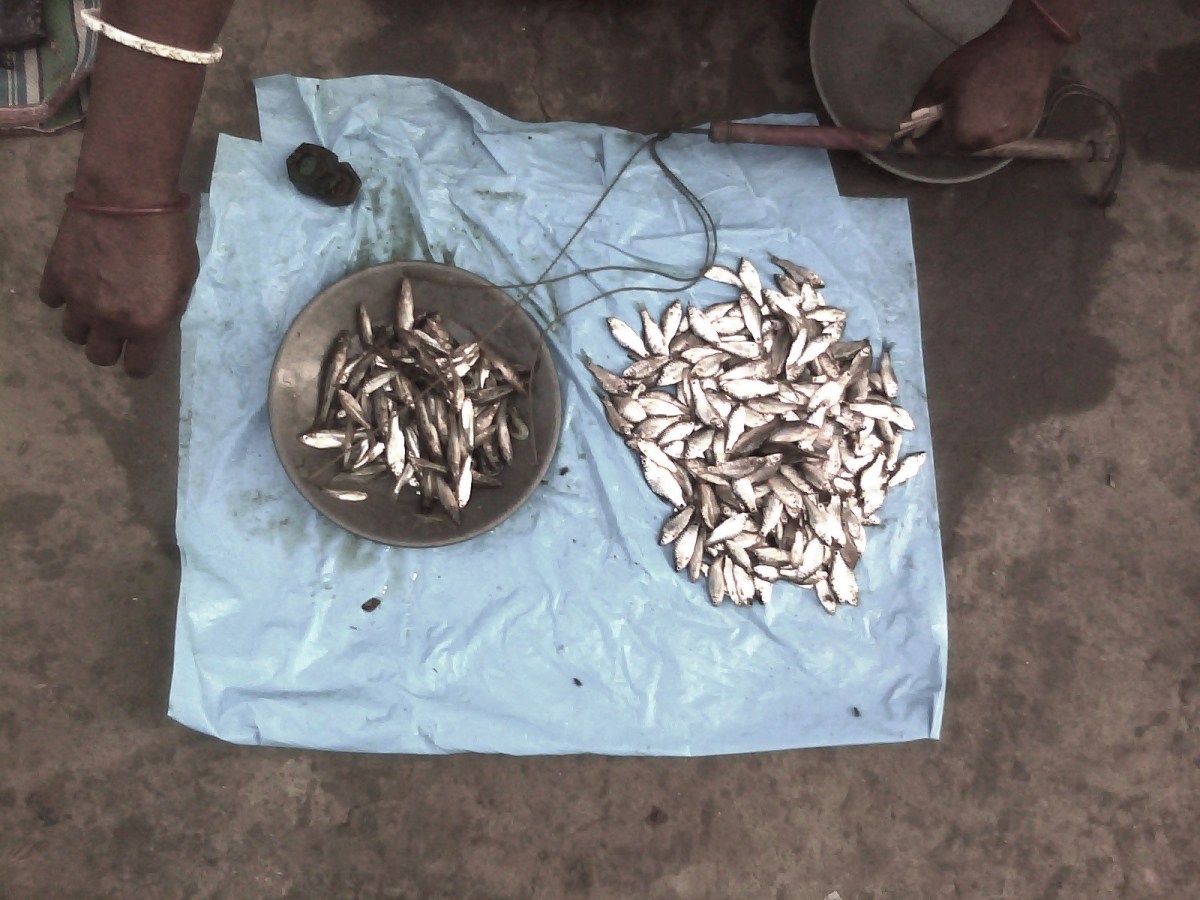 Dams, Fish and Fishing Communities of the Ganga: Glimpses of the ...