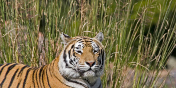 Lower Penganga Project: Two decades after inception, the struggle ...