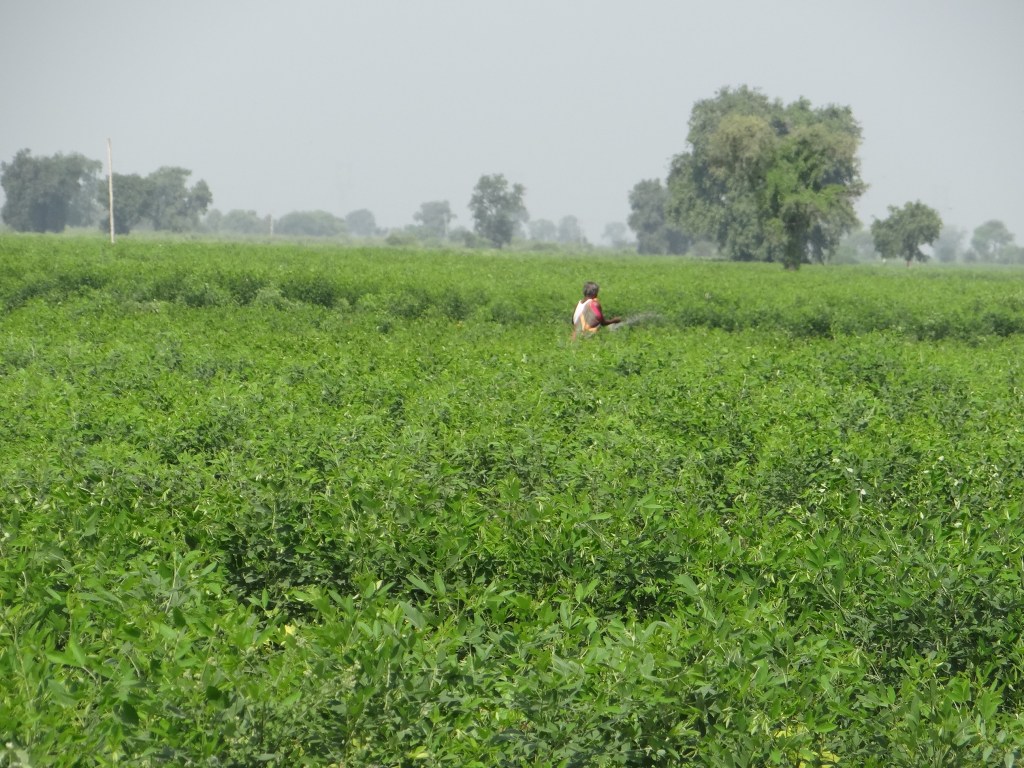 Pulse Farmers: Custodians of Fertility, Water and Climate-friendly ...