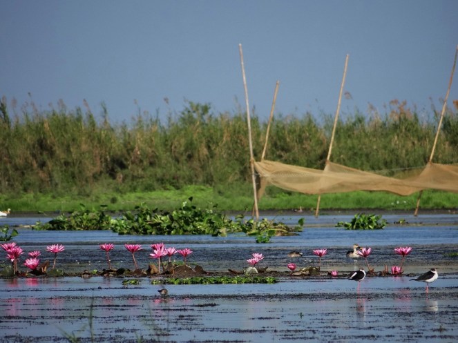 Press Release: World Wetlands Day 2016: Complete Regulatory Vacuum ...