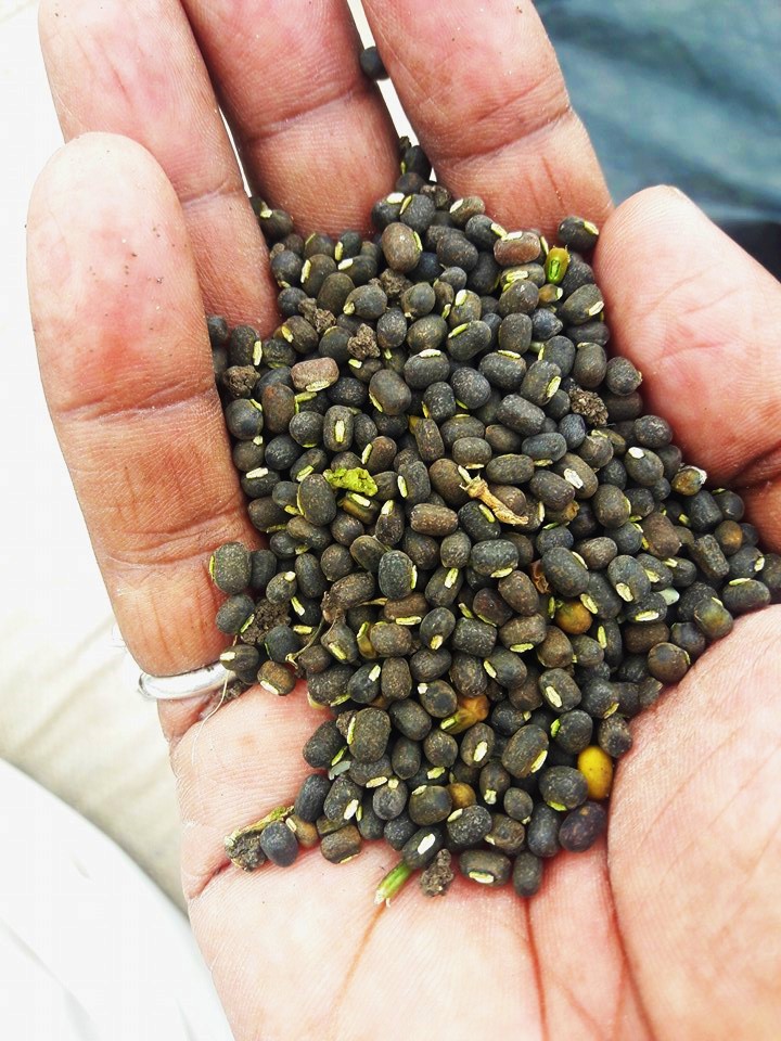 Agriculture – SANDRP