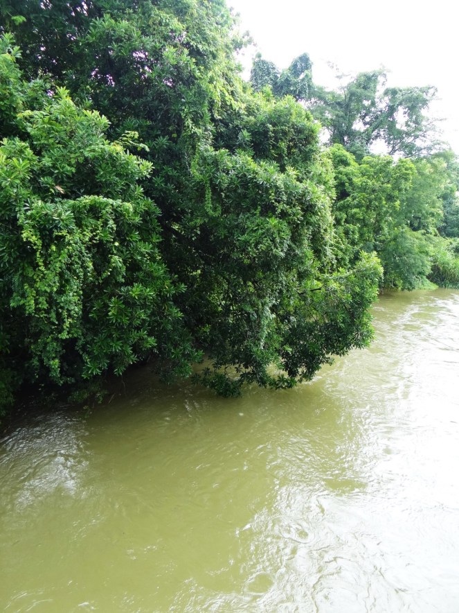 Goa River Profile – SANDRP
