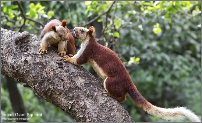 Bhima River in Maharashtra: A profile – SANDRP