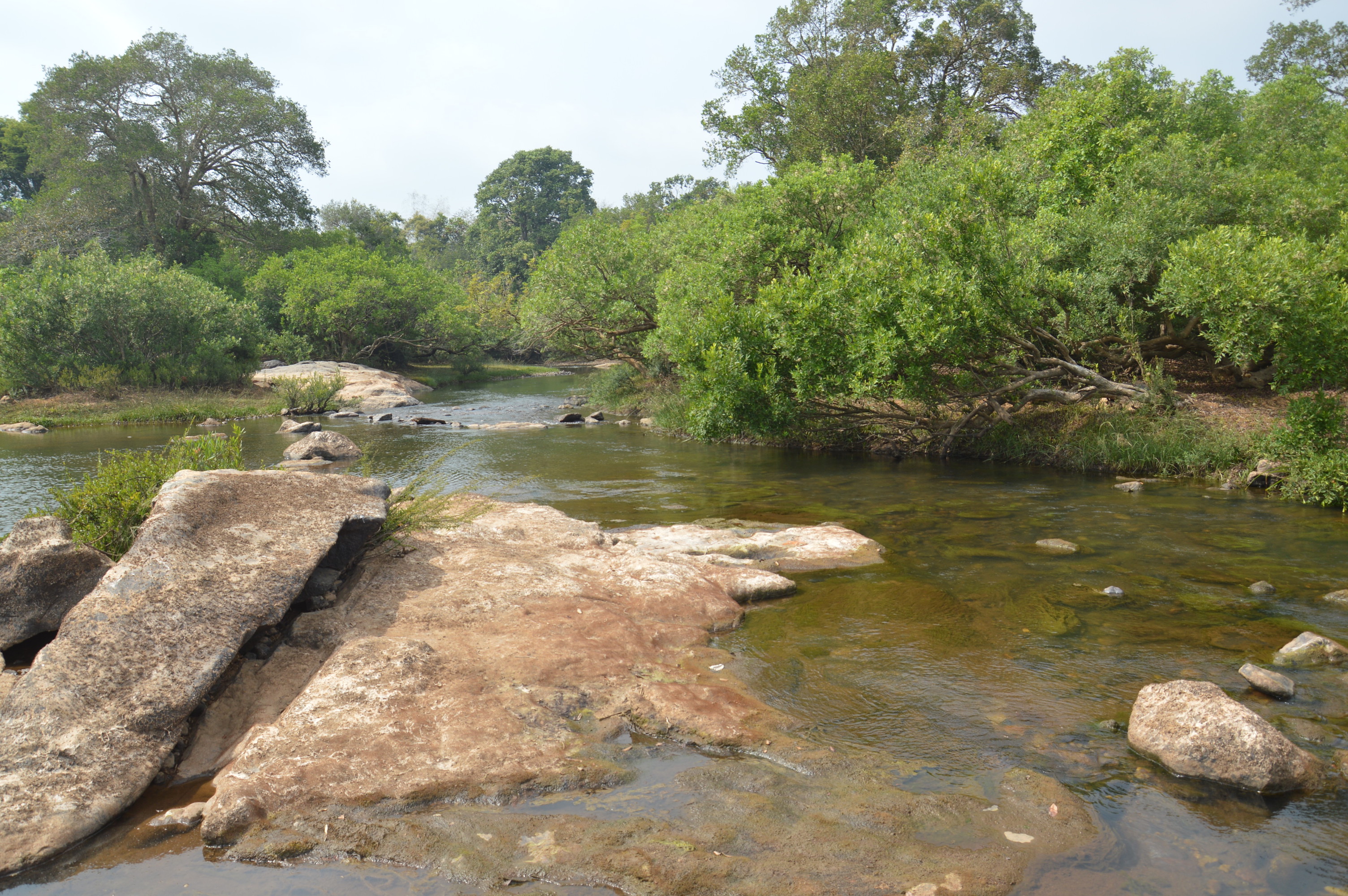 The state of the Aghanashini River Estuary – SANDRP