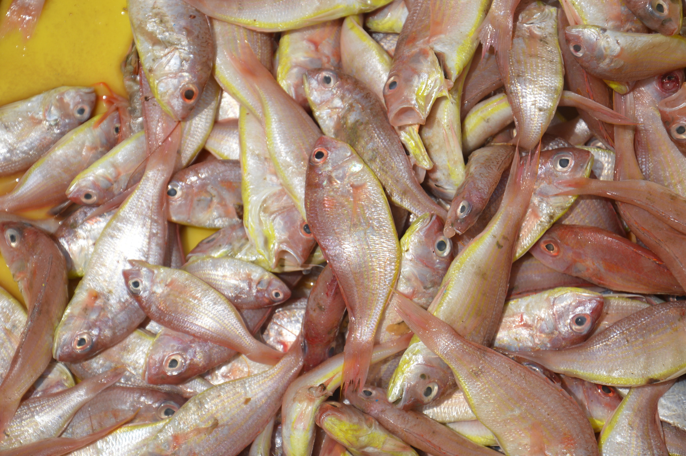 The state of the Aghanashini River Estuary – SANDRP