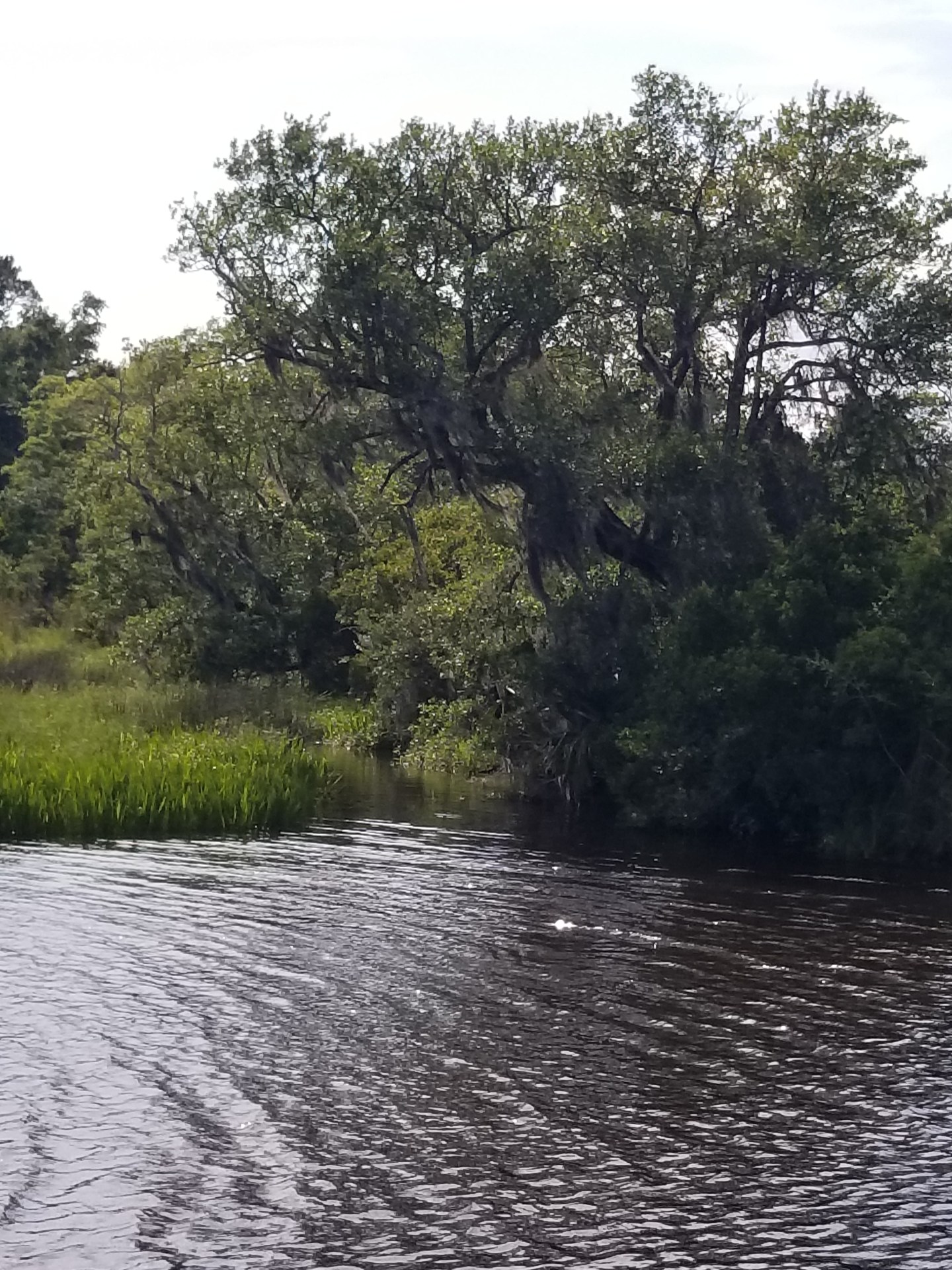 Mississippi and the Singing River – SANDRP