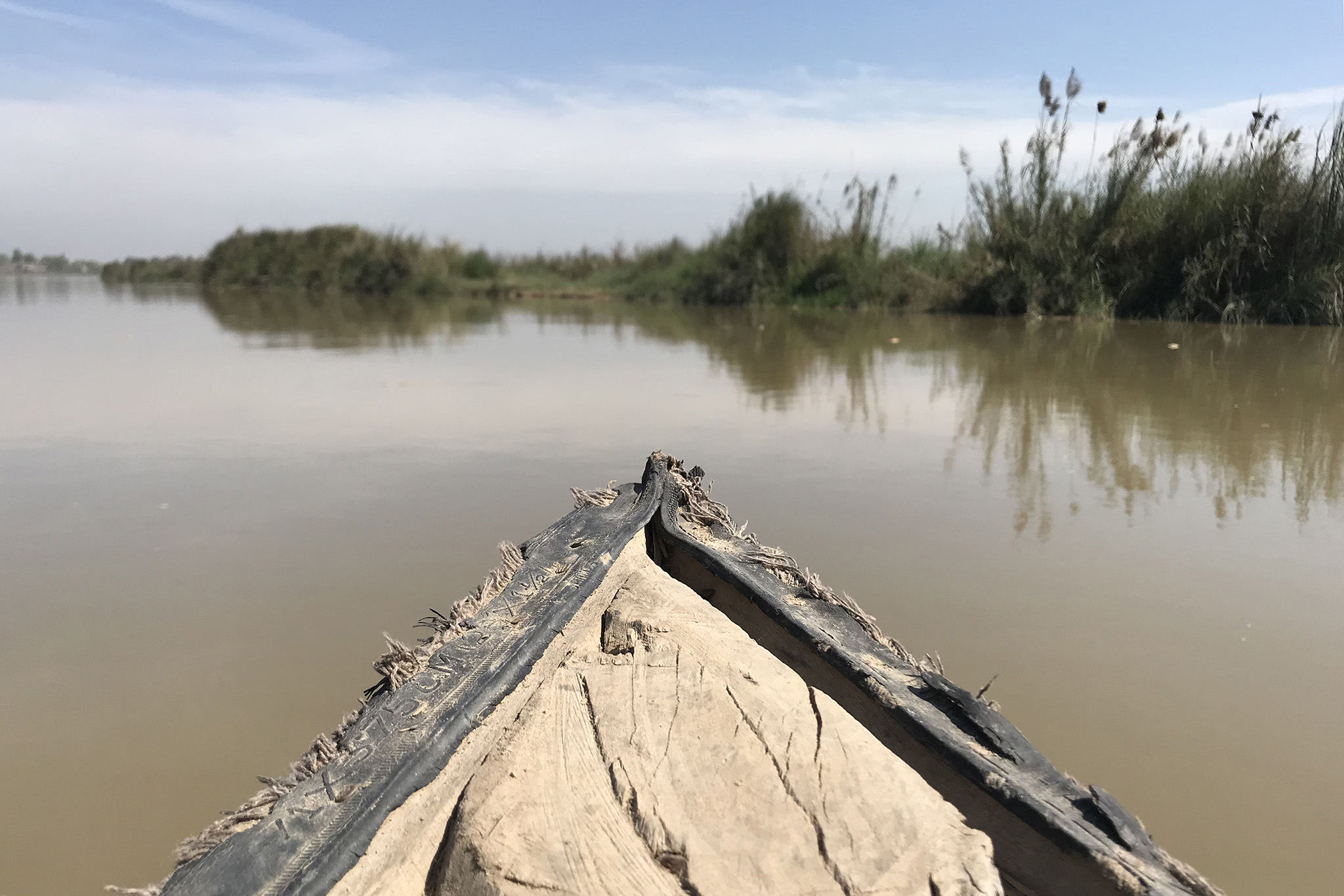 Beas Dolphins: A Flash Of Fin, A Glimmer Of Hope – SANDRP