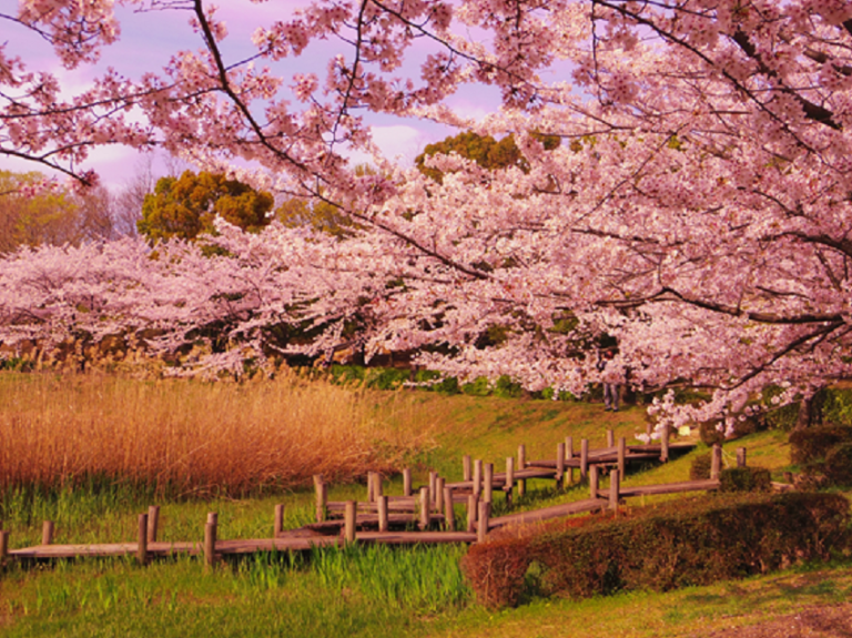 The River, Her Bounty and Fury: The Sakura and Tokyo – SANDRP