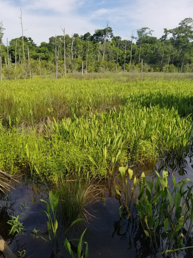 The Singing River: Story of America’s Largest Free-flowing river – SANDRP