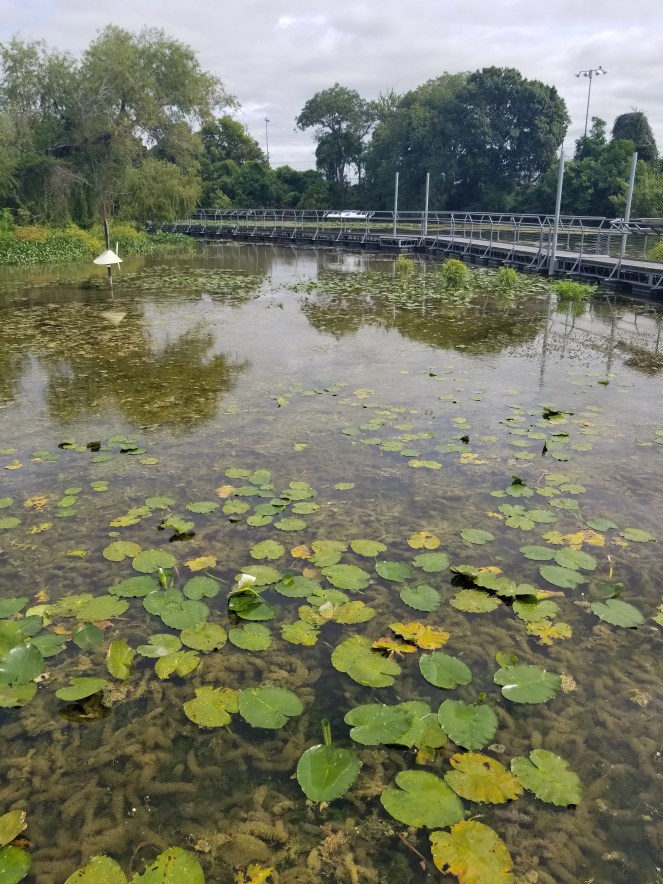 Sacred Origins: Spring Lake and San Marcos River of Texas – SANDRP