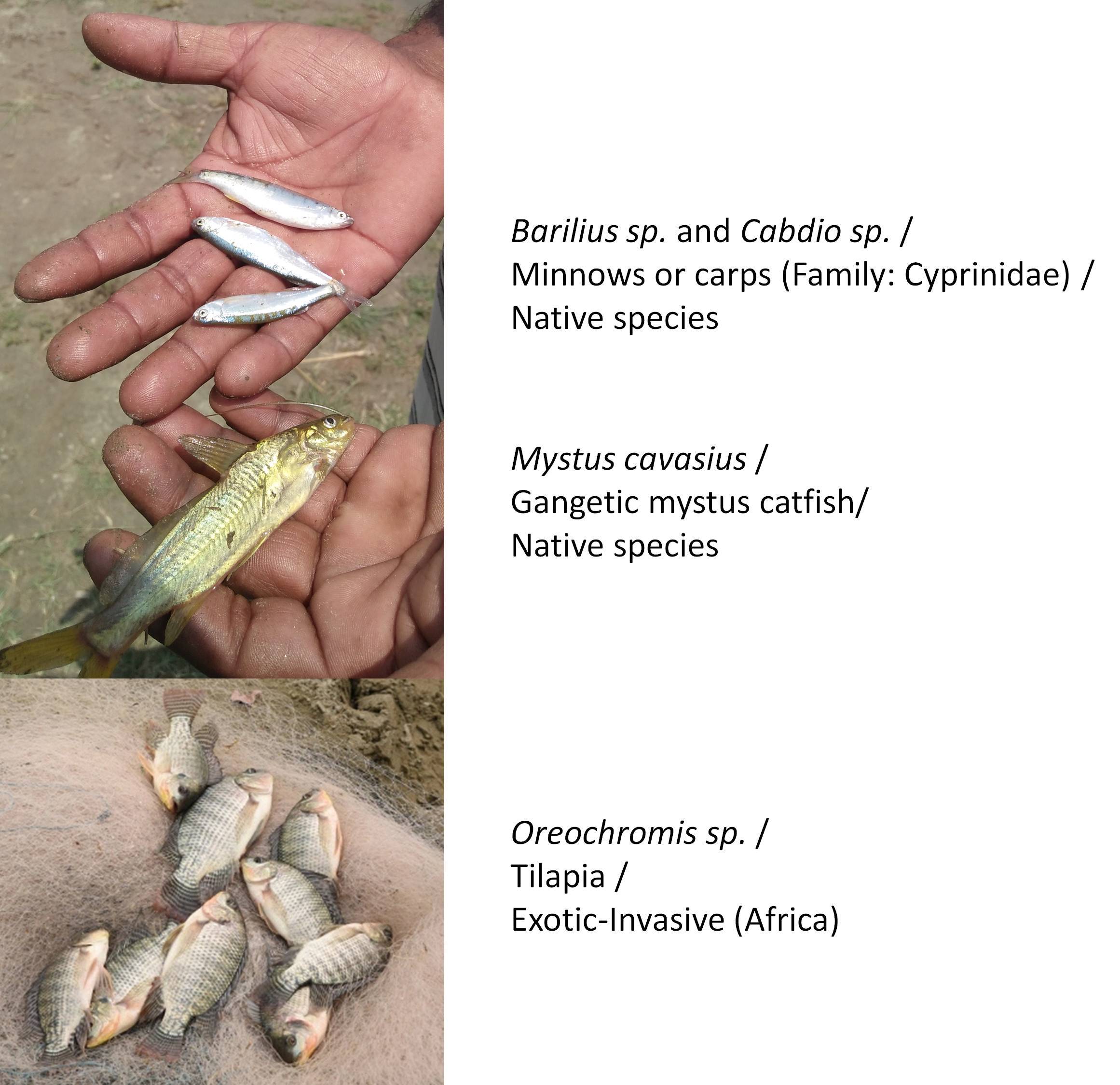 Yamuna Fish, Fisher-folks at Palla – SANDRP