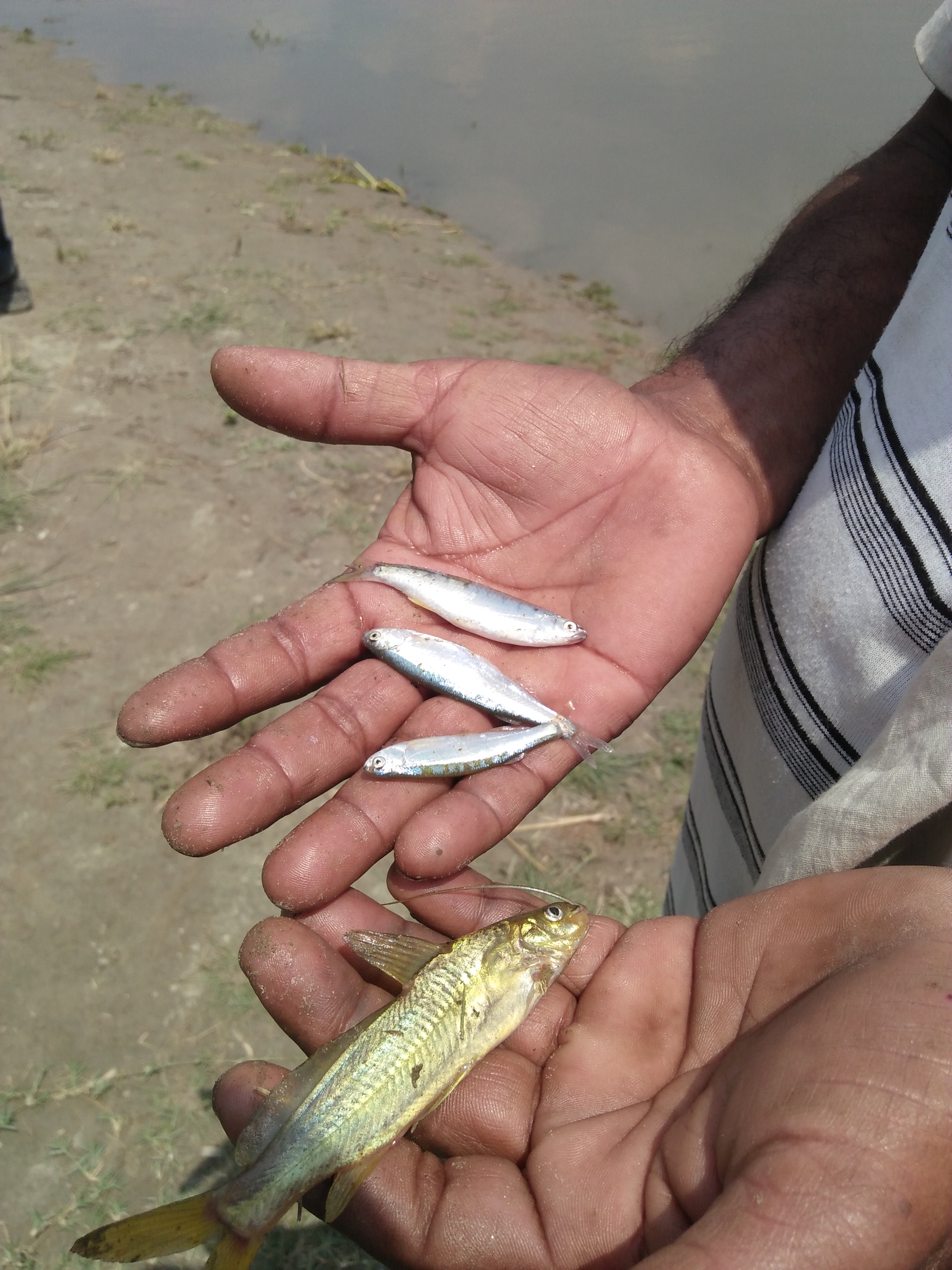 Yamuna Fish, Fisher-folks at Palla – SANDRP