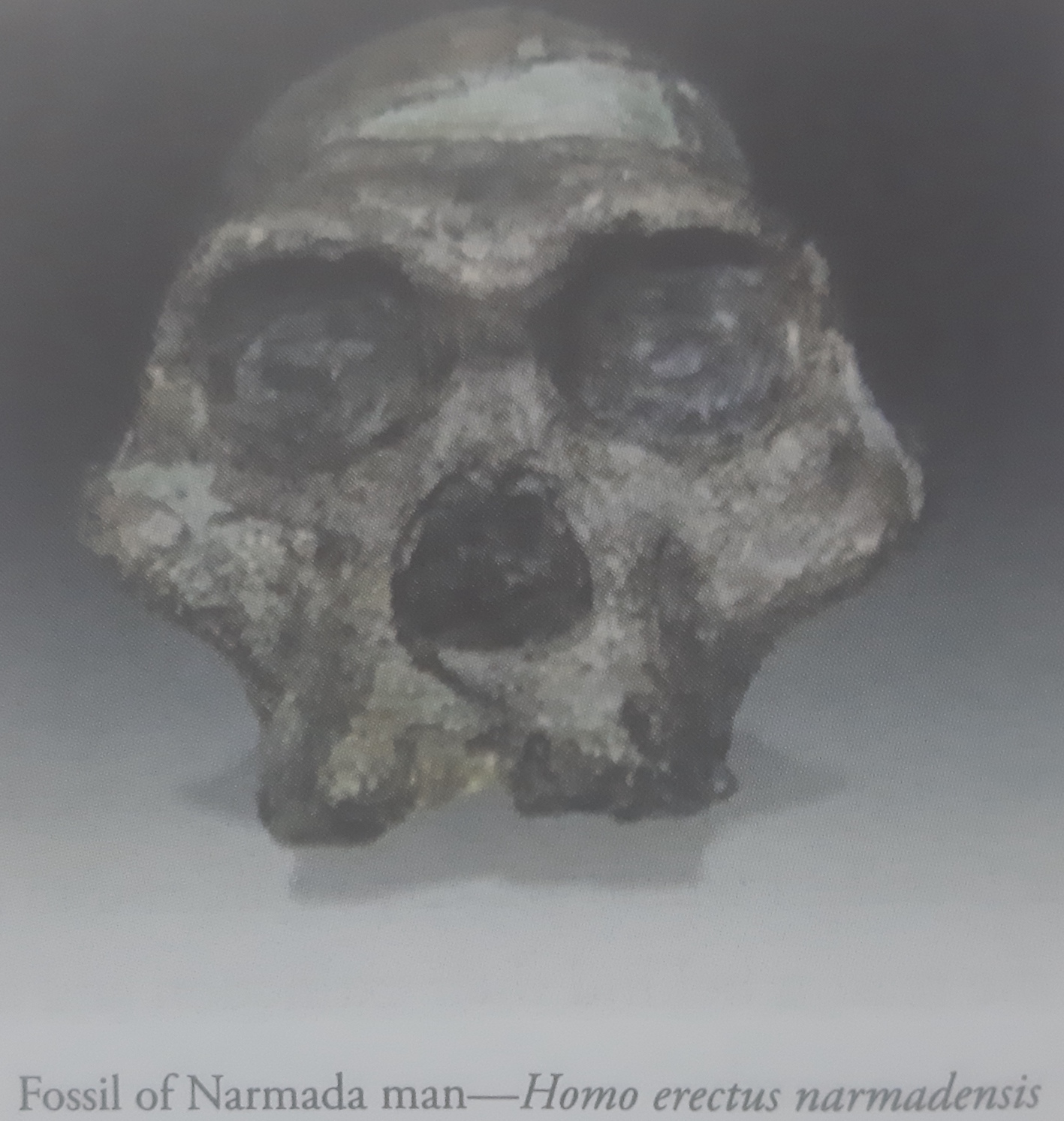 Book Review: Narmada Valley’s gripping story! – SANDRP