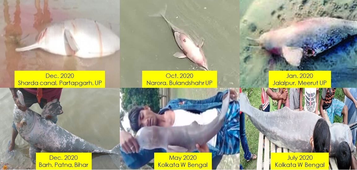 Gangetic dolphin deaths in 2020 – SANDRP