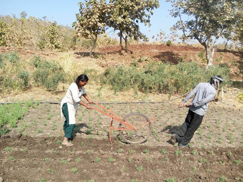 Barmecide Feast – The Problems in Production and Sale of the Produce of ...