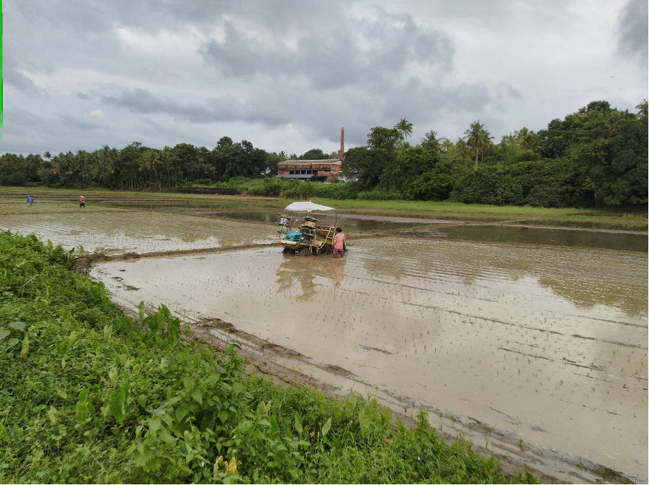 Paddy farming in times of climate change – field notes – A sequel – SANDRP