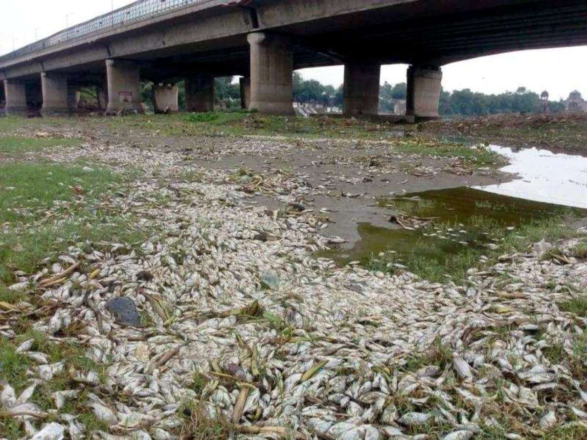 WFD 2021: Incidents of MASS FISH DEATH in India – SANDRP