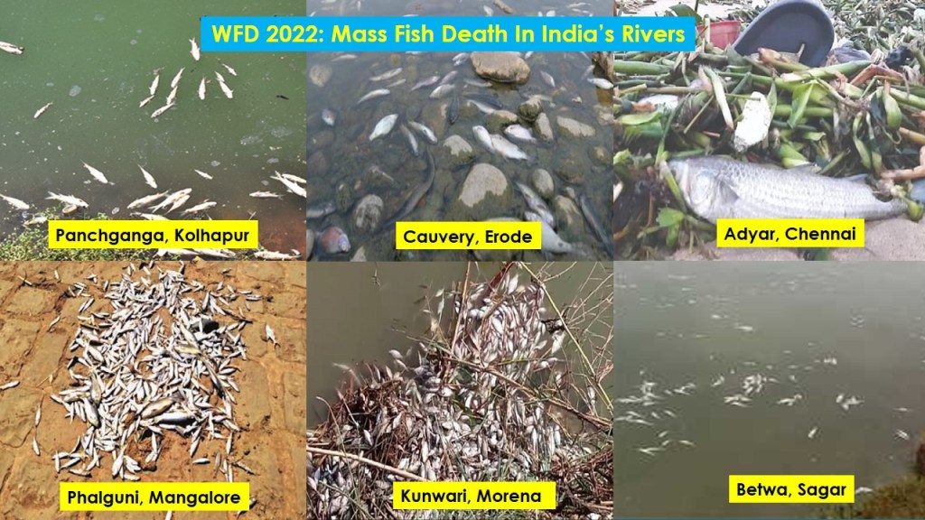 WFD 2022: River Pollution Killing Fish En-Masse; New Threats to river ...