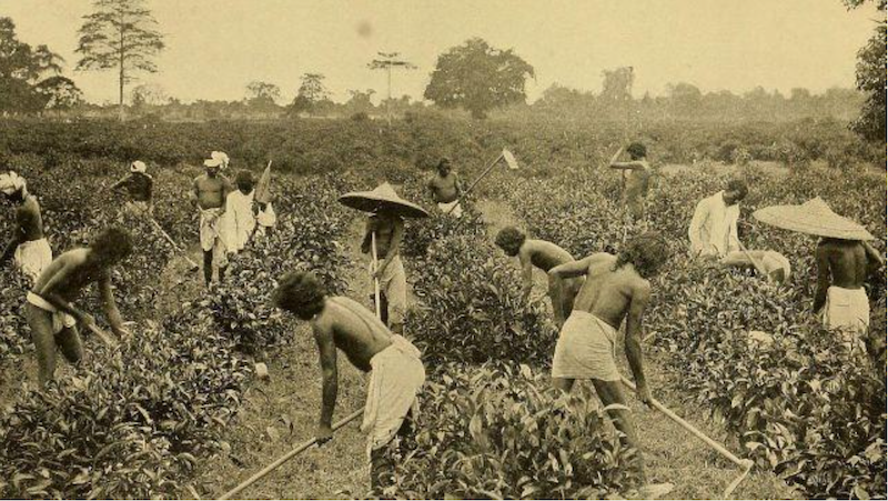 From River to Cup: History of Assam’s Tea Plantations and the role of ...