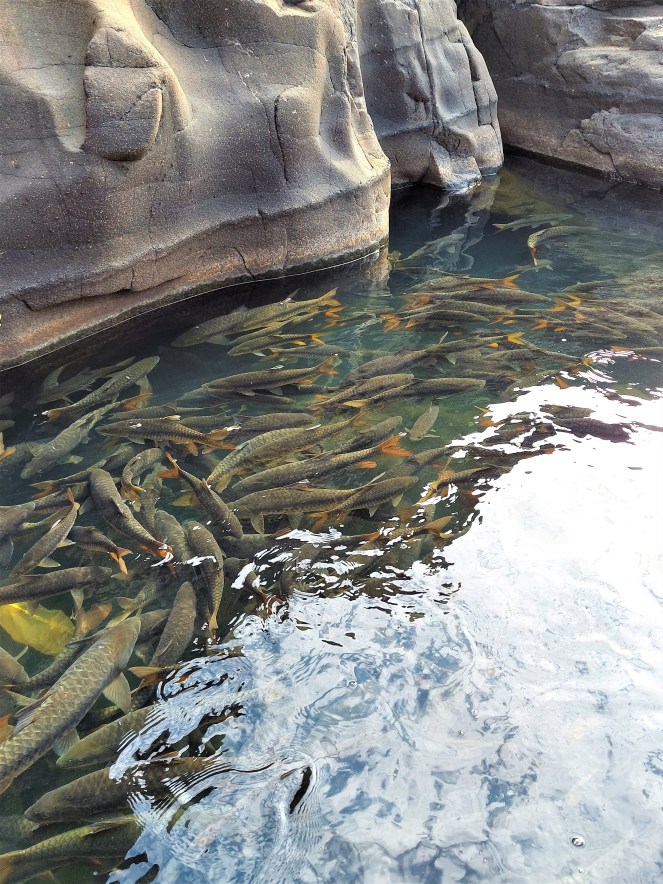 Fish Sanctuaries – SANDRP