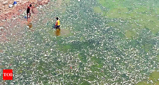 WFD 2023: Untreated Effluents with Non-existent Regulation Killing ...