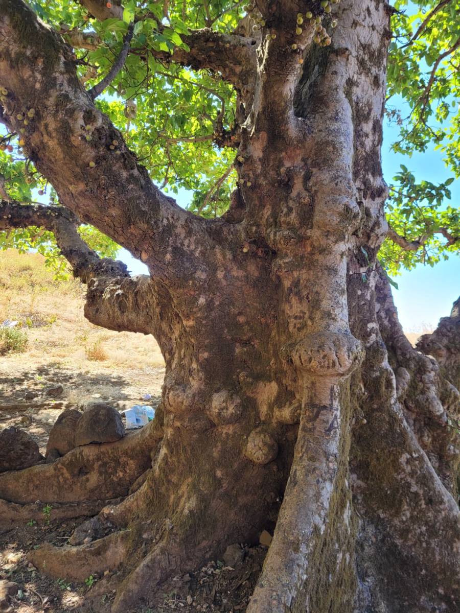 उगम: Story of Godavari and Vaitarna’s Origin – SANDRP