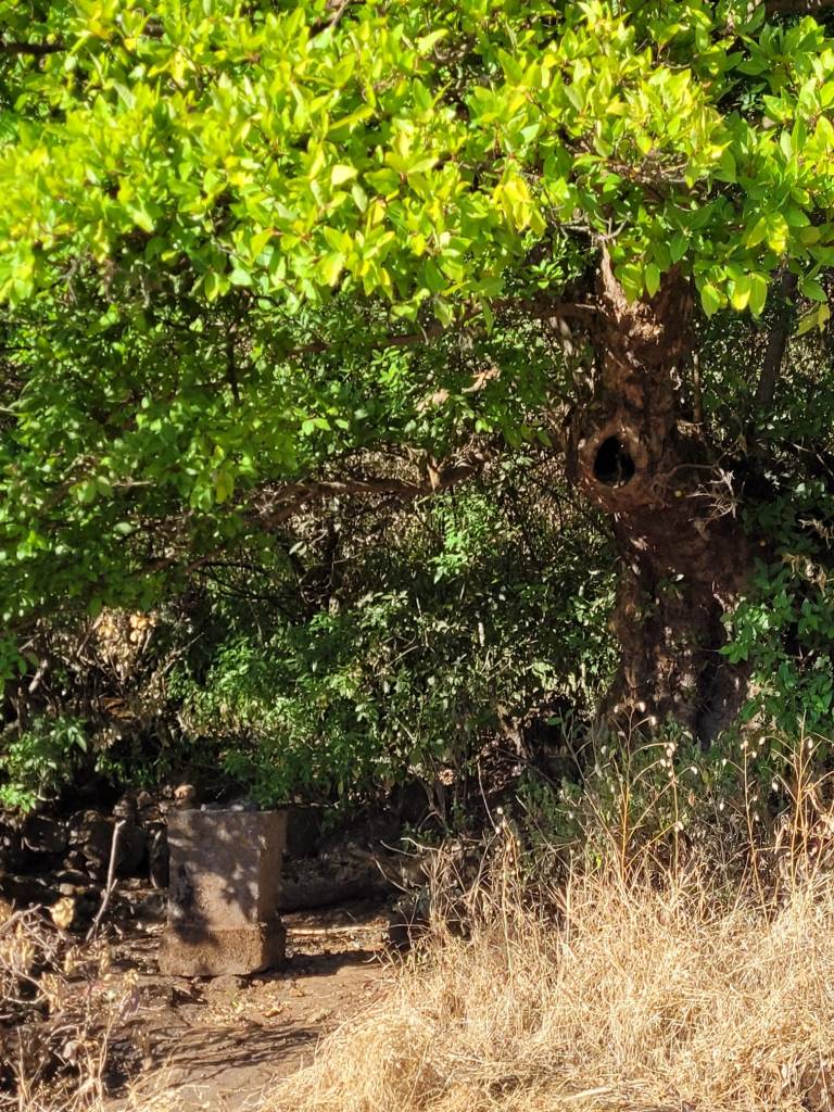 उगम: Story of Godavari and Vaitarna’s Origin – SANDRP