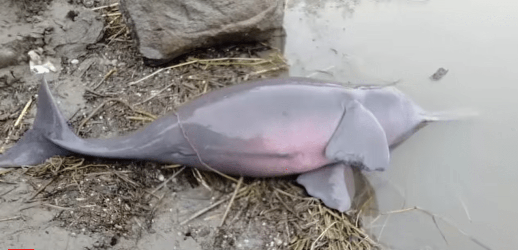 Dolphin Rescue – SANDRP