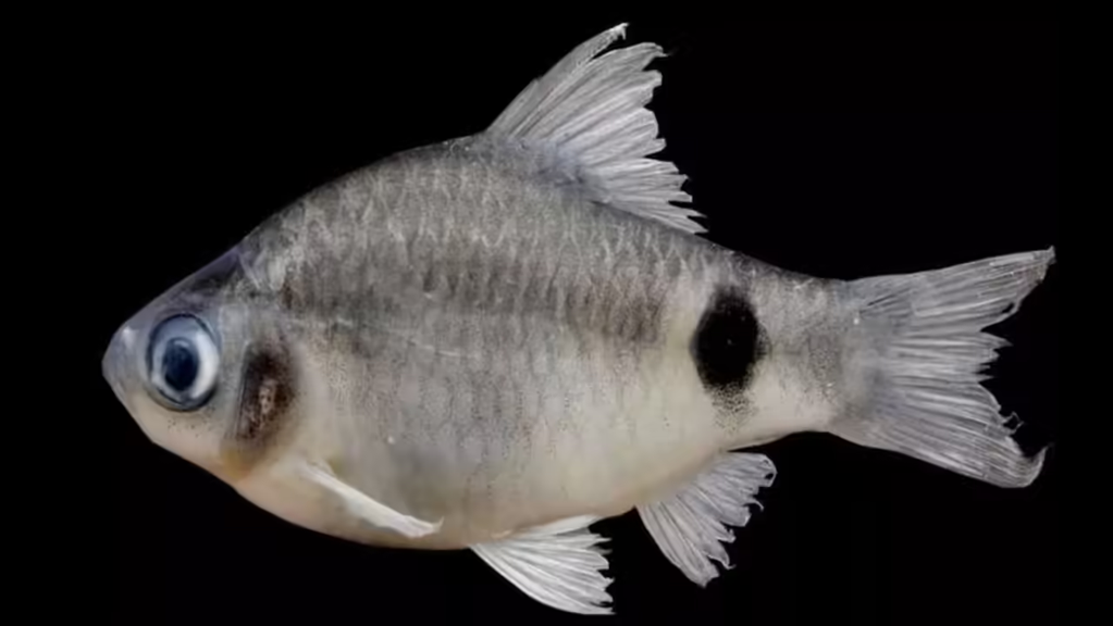 WFD 2025: New Freshwater Fish Discoveries from India – SANDRP