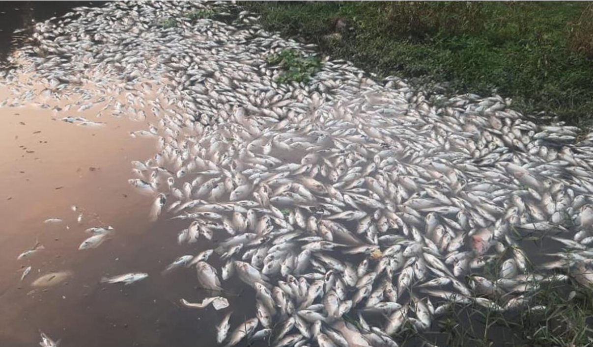 WFD 2025: Mass Fish Death in Indian Rivers – SANDRP
